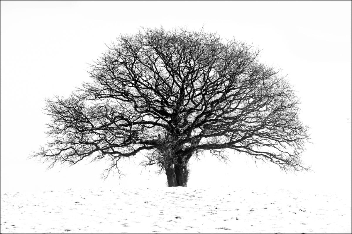 Winners of the 2023 Monochrome Challenge - Gwynfa Camera Club